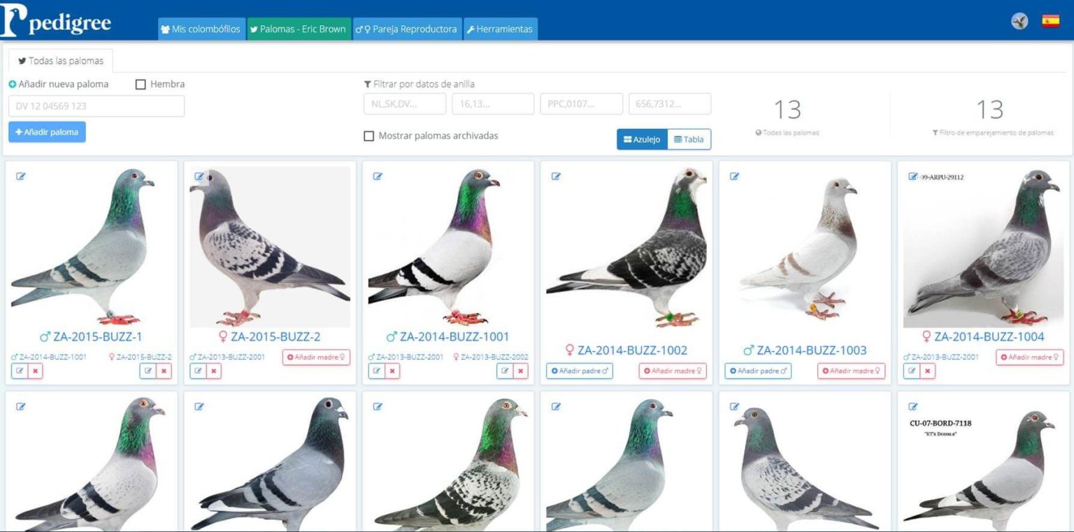 pedigree – BENZING